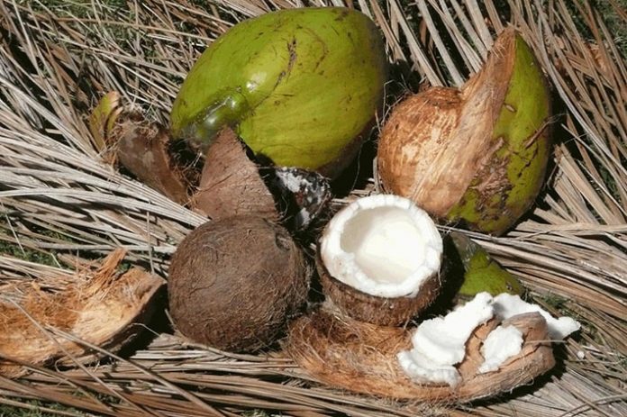 Pesquisadoras tailandesas transformam a fibra de coco verde em tecidos ...